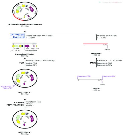 In Silico Pcr Amplification And Cloning Of Vaccine Construct