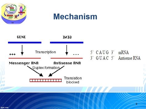 In The Name Of God The Compassionate The Merciful Antisense RNA Dr Sharif Moghaddam By