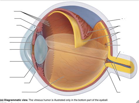 Ap Lab The Special Senses Diagram Labeling Eye Diagram Quizlet