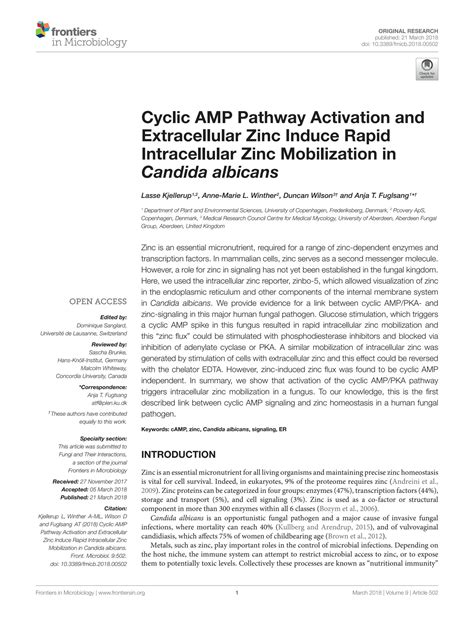 Solution Cyclic Amp Pathway Activation And Extracellular Zinc Induce