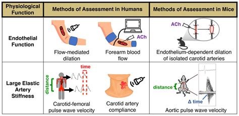 Methods For Assessing Endothelial Function And Arterial Stiffness In Download Scientific