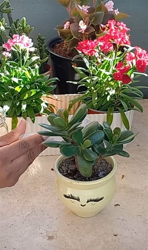 სახლი სიმწვანეში Added A New Photo სახლი სიმწვანეში