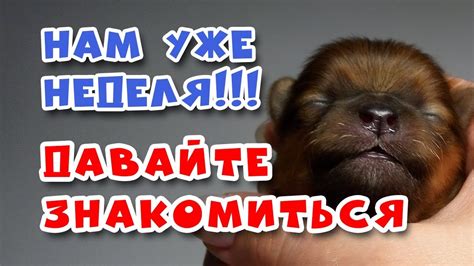 🐾 ЩЕНКАМ шпица 🎂 ОДНА НЕДЕЛЯ 🐶 Youtube