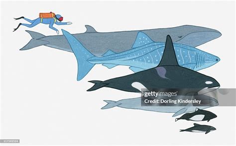 Illustration Showing The Size Of Fin Whale Whale Shark Killer Whale