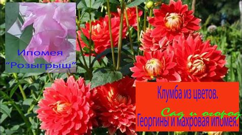 Клумба из цветов Георгины и махровая ипомея. Сад и огород выпуск 169 ...