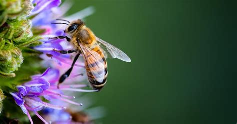 Does Biodiversity Risk Affect Asset Prices Maribel Esparcia Pérez