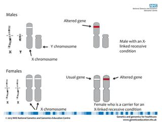Explanation Of X Linked Inheritance PPTX Infertility Reproductive Health