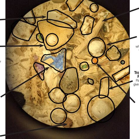 Stereomicroscope View Of A Vacuum Filtered Water Sample After Wet