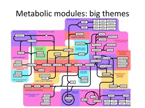 Ppt Metabolic Pathway I609 Phd Seminar Computational Techniques In Comparative Genomics