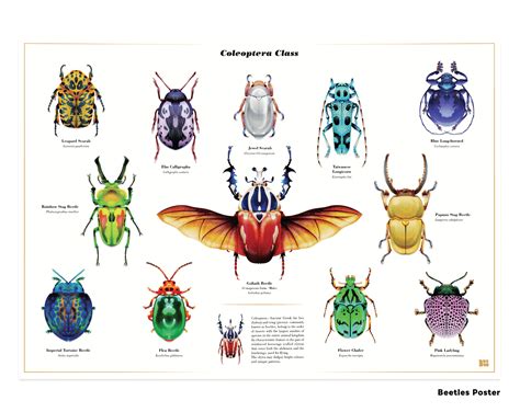 Gabi Brewer｜bettle Series