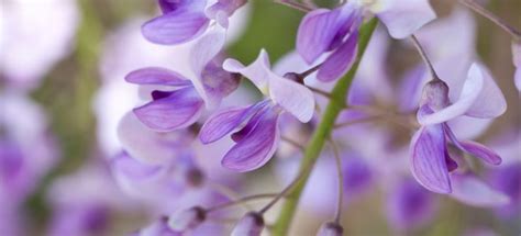 Wisteria Propagation Methods