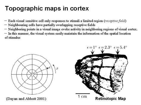 Lecture 8 Neural Coding 1 I Introduction Topographic