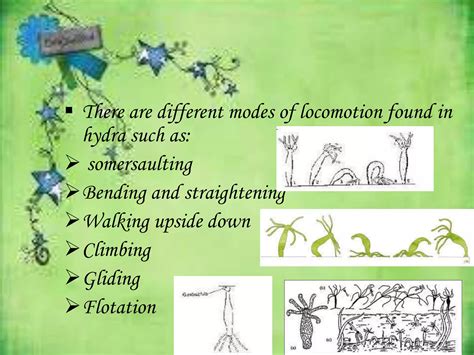 Locomotion Various Type Pptx Biological Sciences Science
