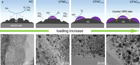 A Schematic Illustration Of Cfnc With Various Loadings Of Cofeoh X