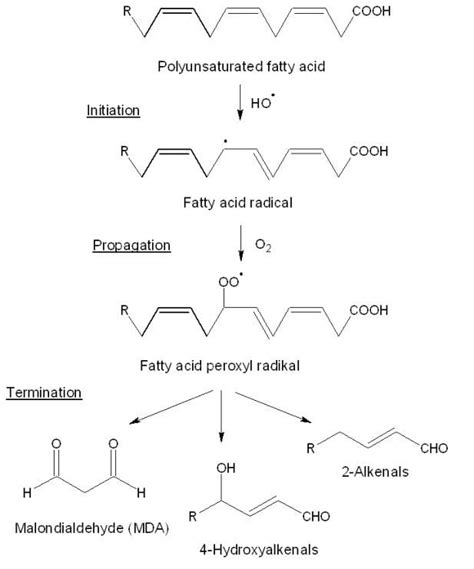 Lipid Peroxidation Alchetron The Free Social Encyclopedia