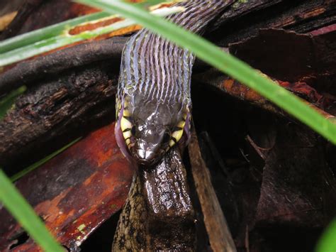 Snake Eating Snake Head
