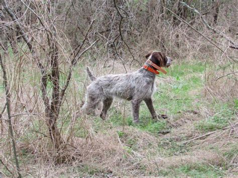 german wirehaired pointer pointing