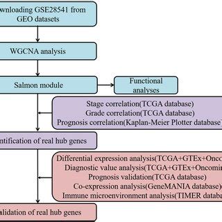 Clustering Dendrogram And Module Identification A Clustering Download Scientific Diagram