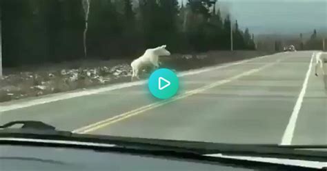 Extremely Rare White Moose And Her Calf Spotted In Canada Album On Imgur