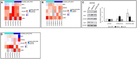A B D Heatmap Representation Of Stem Cell Markers In U87 And Ln18 Download Scientific