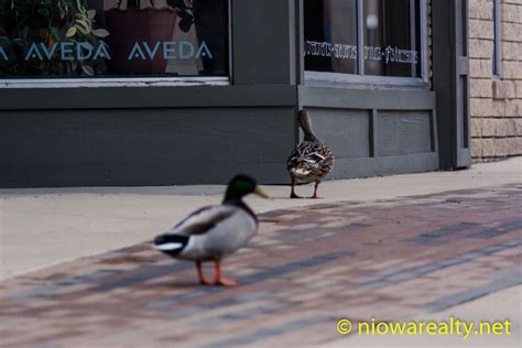 All Quacked Up Holtz Realty