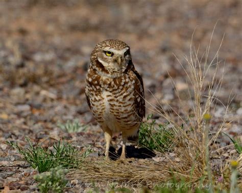 Burrowing Owl Photo Tiny Cute Owl Photo Download Bird Animal Wildlife