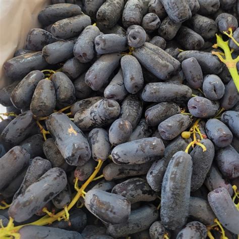 블랙 사파이어 포도 가지포도 오성농수산