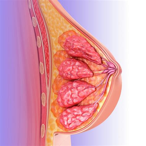 Female Breast Anatomy 2 By Science Photo Library