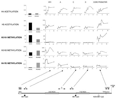 Detailed Map Of Histone Tail Modifications On The Promoterenhancer Of Download Scientific