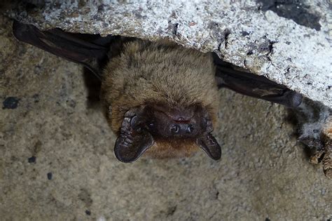 Taxonomy Evening Bats Vespertilionidae
