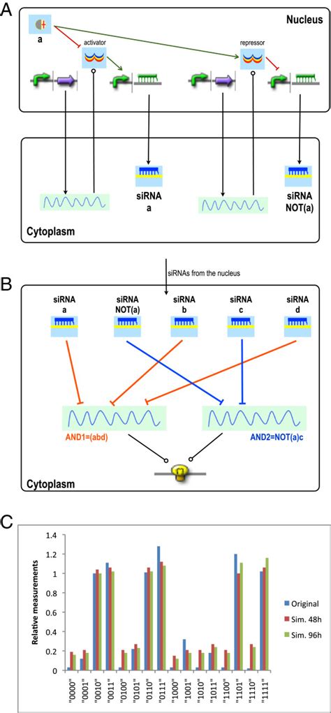 Rnai Based Logic Evaluatora Conversion Of A Chemical Into A Sirna Download Scientific