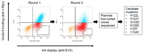 Immunological Cross Reactivity Definition Jumphoure