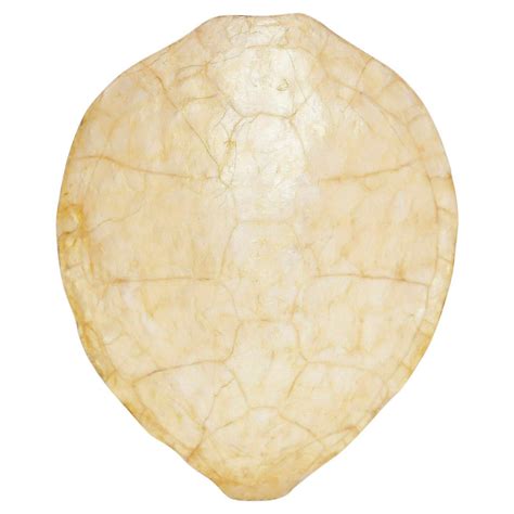 Turtle Shell For Sale At 1stdibs