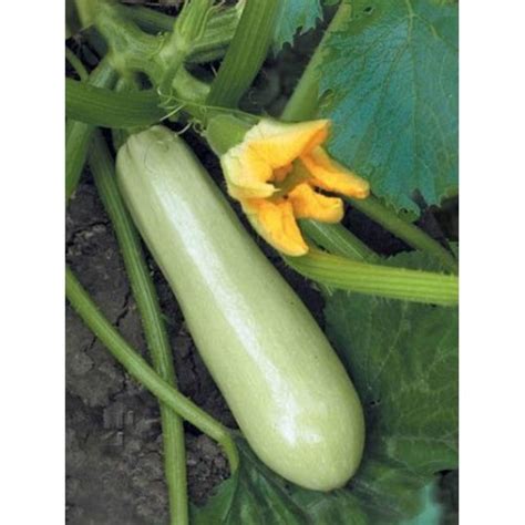 Кабачок Ленуца F1 - Lucky Seed купить с доставкой по почте