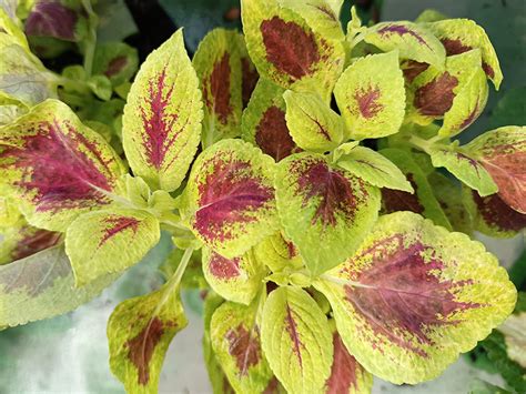 Gitana Descripción Vivero El Rosal