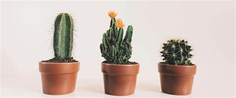 ТОП 10 лучших комнатных растений для квартиры