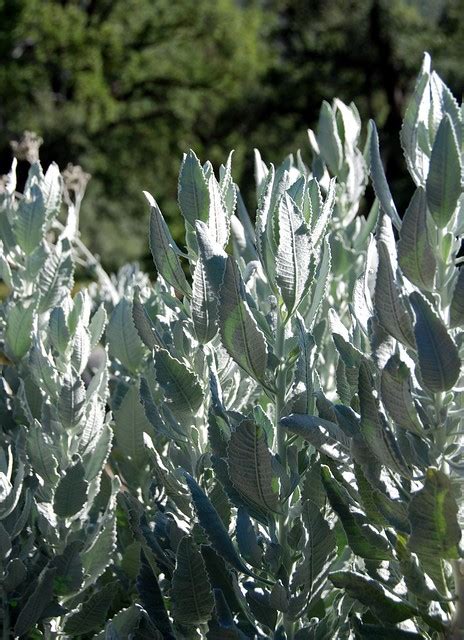 Flickriver Photoset Eriodictyon Tomentosum Wooly Yerba Santa By