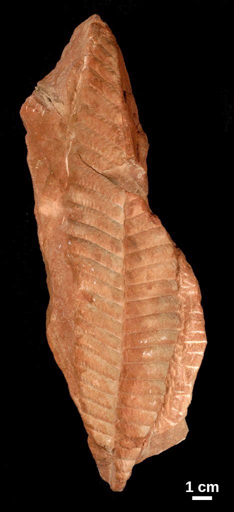 Permian Gigantopterids Gallery Sam Noble Museum