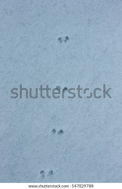 Mouse Paw Print Oltre 86 Foto Stock Acquisibili In Licenza Esenti Da Diritti D Autore