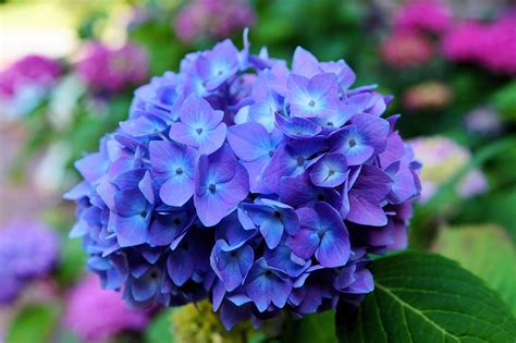 3000 Kostenlose Hydrangea Violetti Und Hortensie Bilder Pixabay