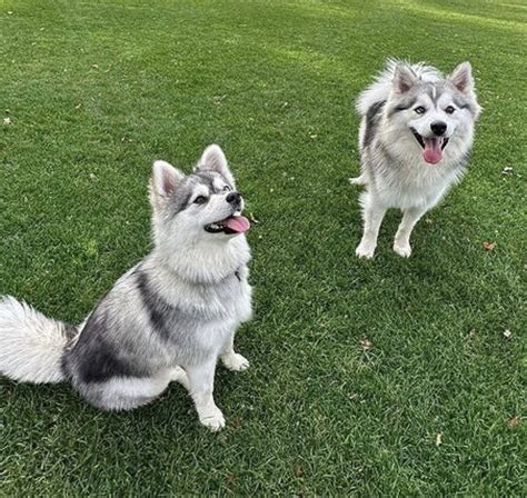Pomsky Size Guide Teacup Toy Mini And Standard