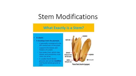 SOLUTION Stem Modifications Studypool