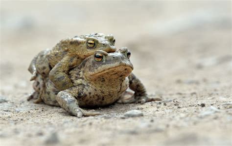 Species Of The Day Common Toad Rye Harbour Nature Reserve