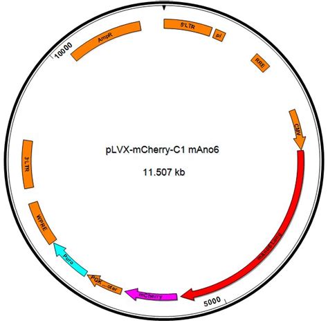 Addgene Ano6 Plvx Mcherry C1