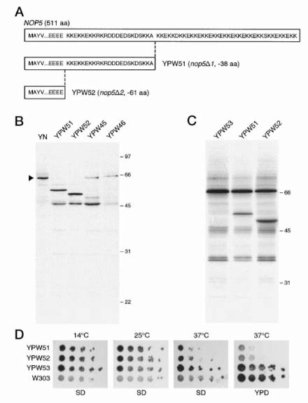 Deletion Of The Cooh Terminal Kkx Repeat Motif From Nop5p Download Scientific Diagram