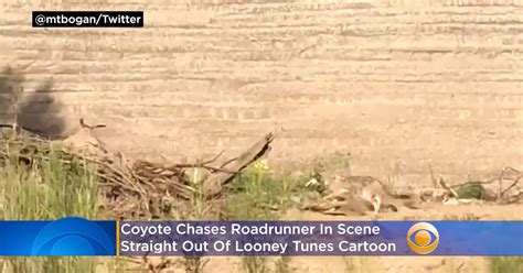 Wile E Coyote Chasing Road Runner Caught On Camera In Real Life
