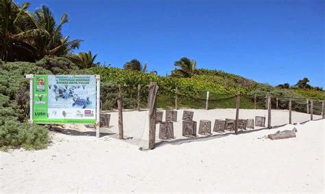 Xcacel Xcacelito El Santuario De Las Tortugas Marinas