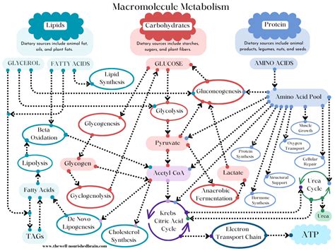 Metabolism And Diet — The Well Nourished Brain
