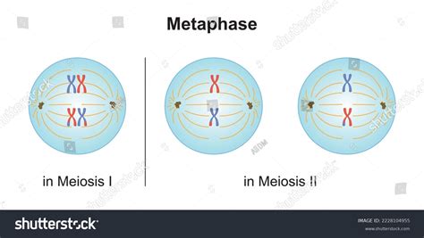 Metaphase 1 Labeled