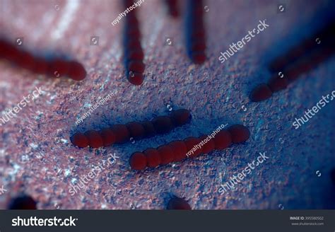Streptococcus Pneumoniae Pneumococcus Grampositive Coccus Shaped Stock